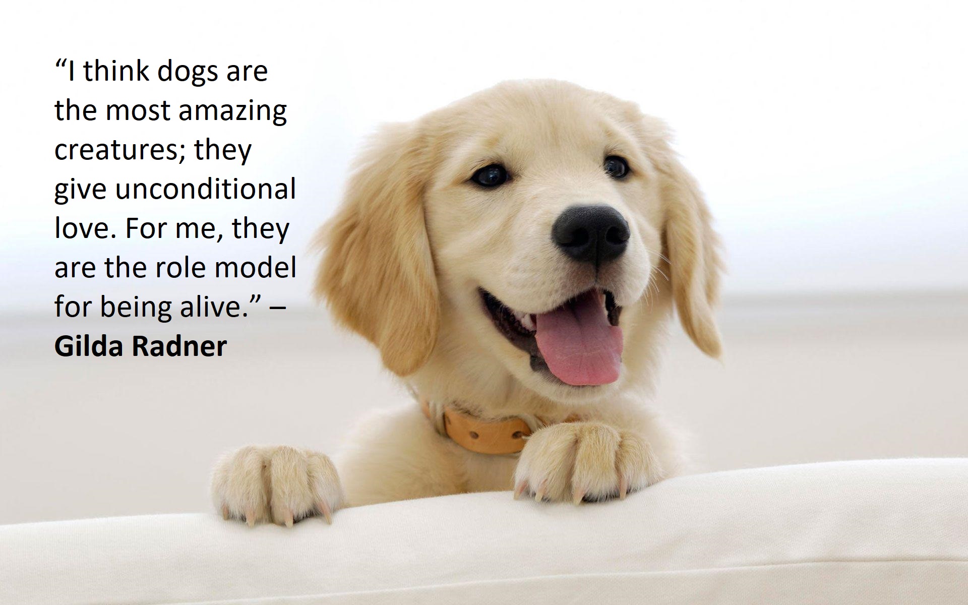 43 Adorable and Cute Quotes about Dogs | Inspirationalweb.org