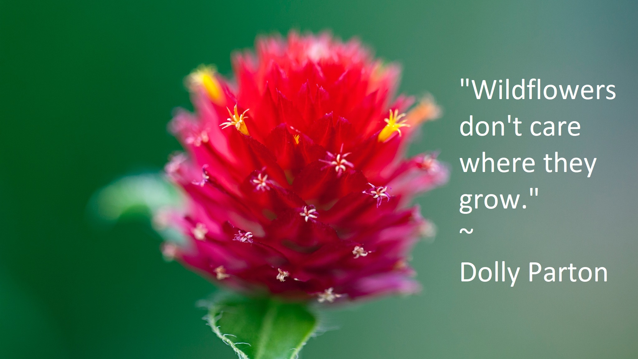 43 Most Inspiring and Beautiful Wildflower Quotes | Inspirationalweb.org