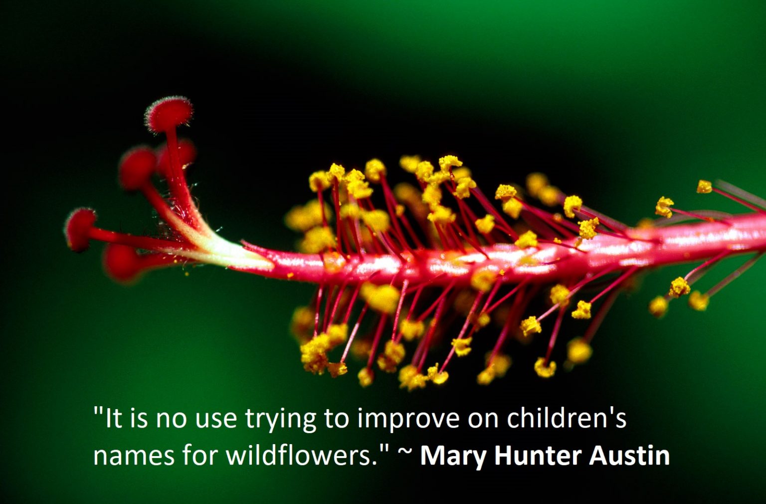 43 Most Inspiring and Beautiful Wildflower Quotes | Inspirationalweb.org