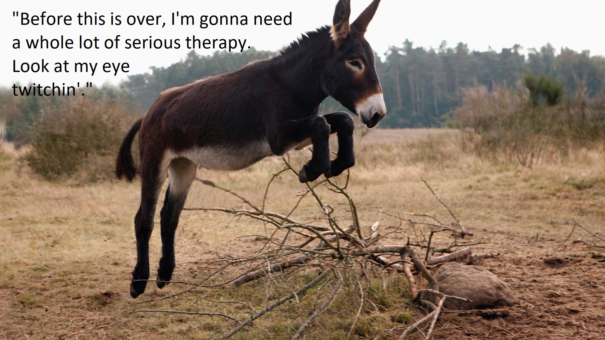 50 Hilariously Funny Donkey Quotes | Inspirationalweb.org