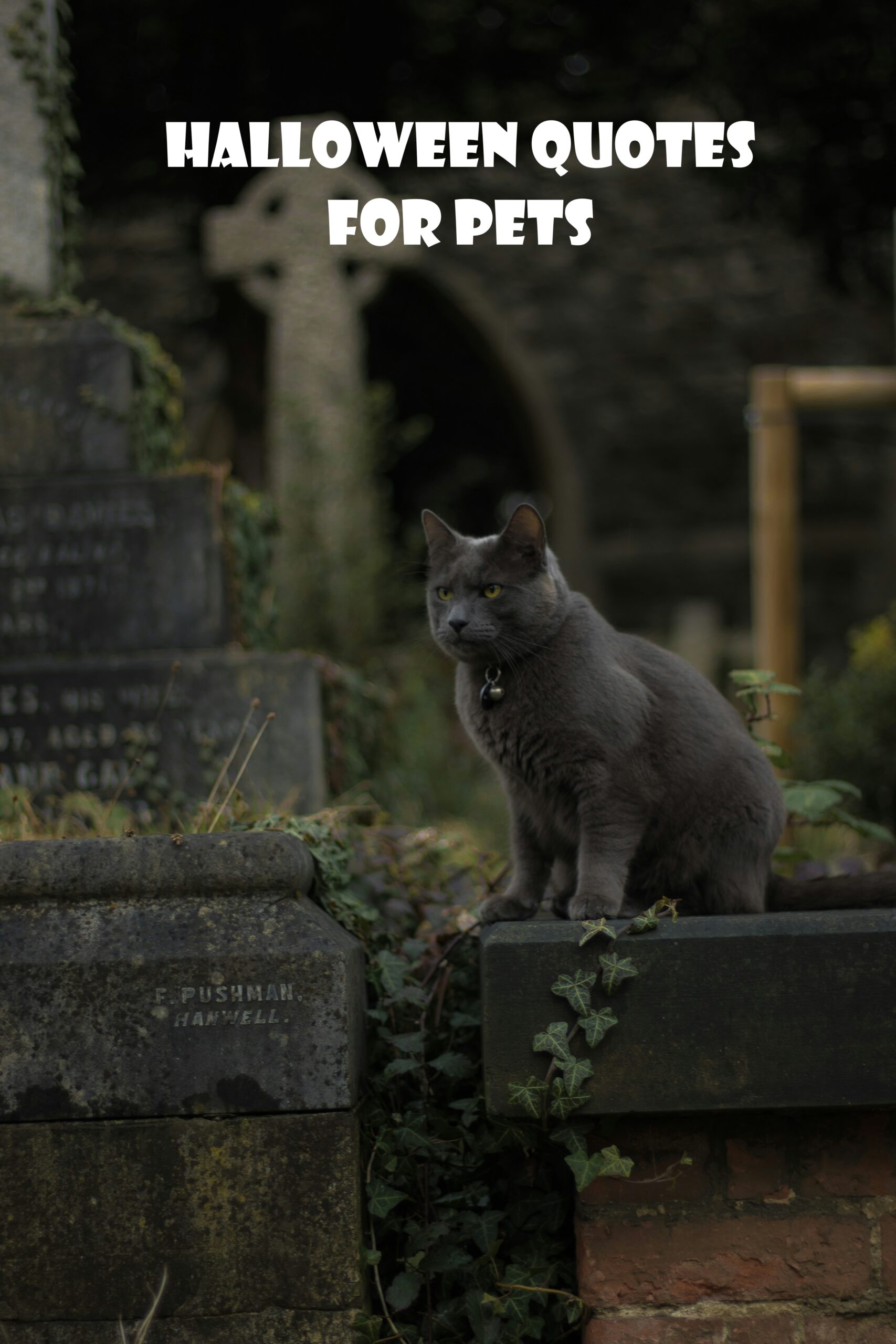 150 Spooky Halloween Quotes to Make Your October Spook ...